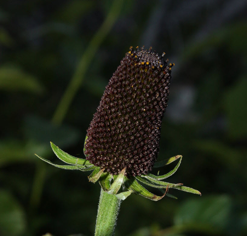 Rudbeckia occidentalis - Western Coneflower | PlantMaster