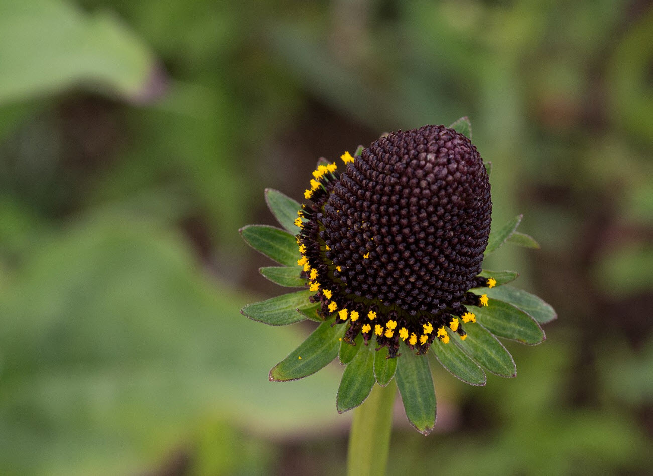 Rudbeckia occidentalis - Western Coneflower | PlantMaster
