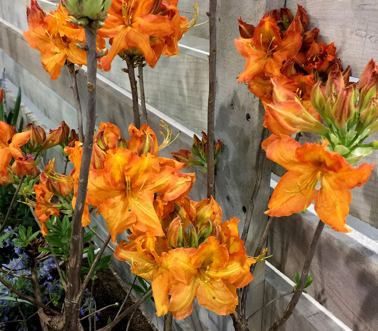 Azalea 'Gibralter' - Azalea Gibralter | PlantMaster