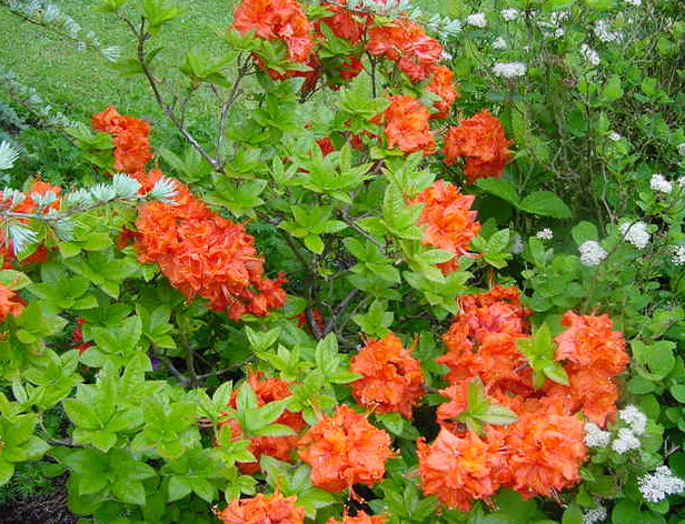 Azalea 'Gibralter' - Azalea Gibralter | PlantMaster
