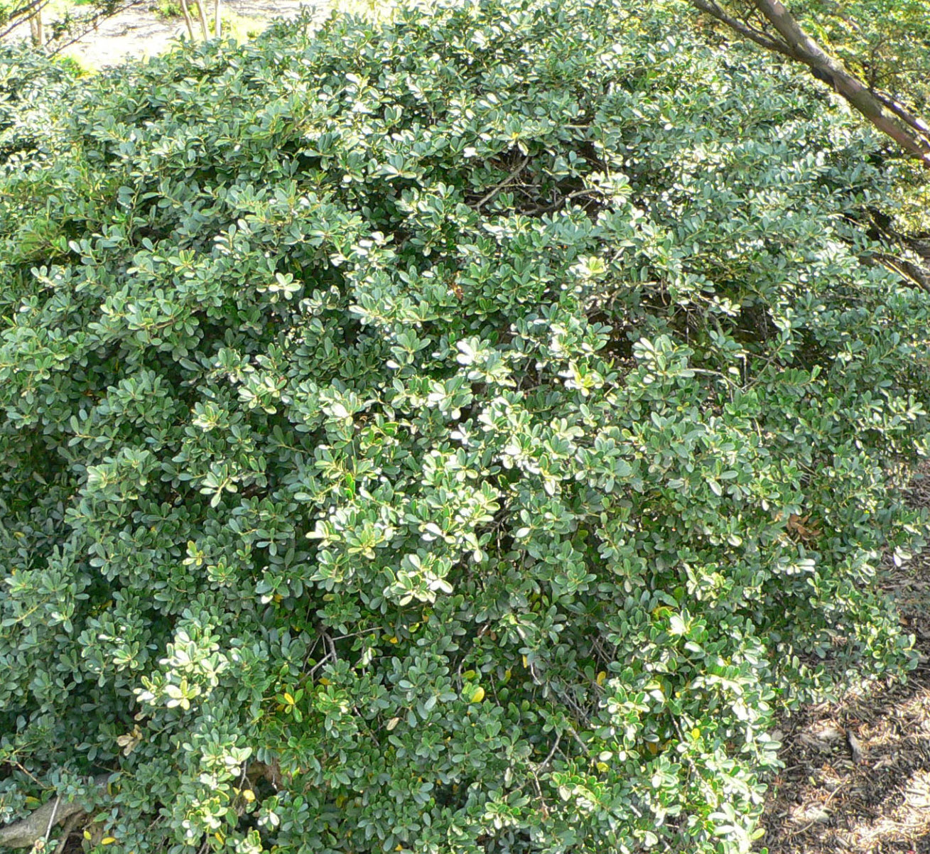 Japanese Holly Shrub