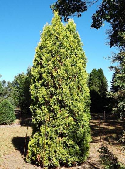 Thuja Orientalis Pyramidalis Aureatuia Piramidale Giardino Vereticale