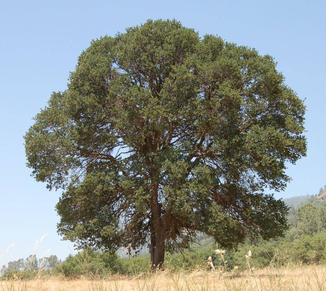 Quercus douglasii - Blue Oak | PlantMaster