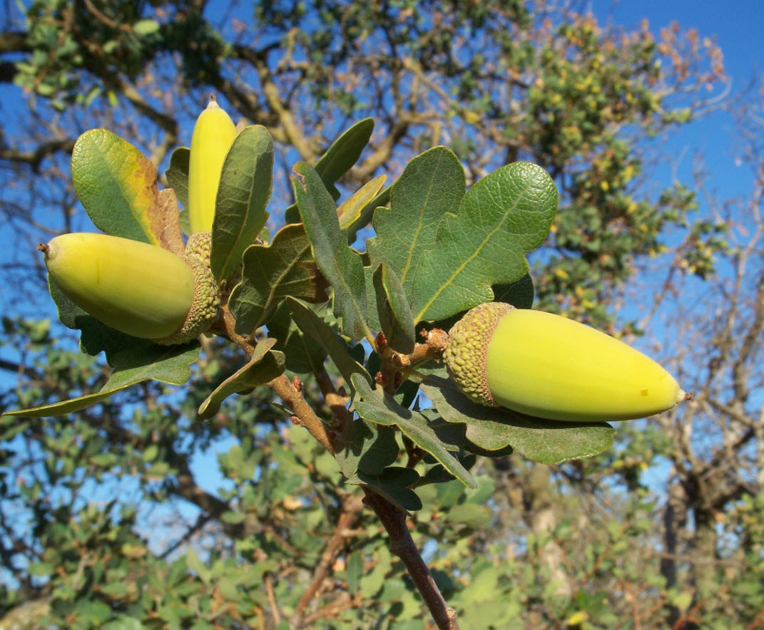 Quercus douglasii - Blue Oak | PlantMaster