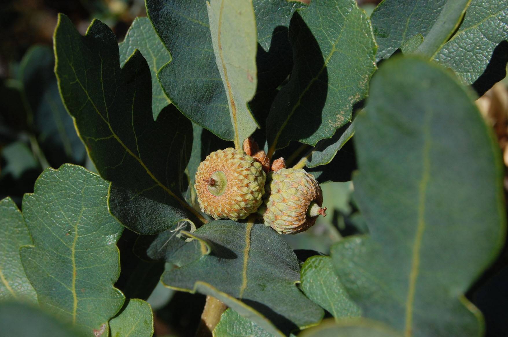Quercus douglasii - Blue Oak | PlantMaster