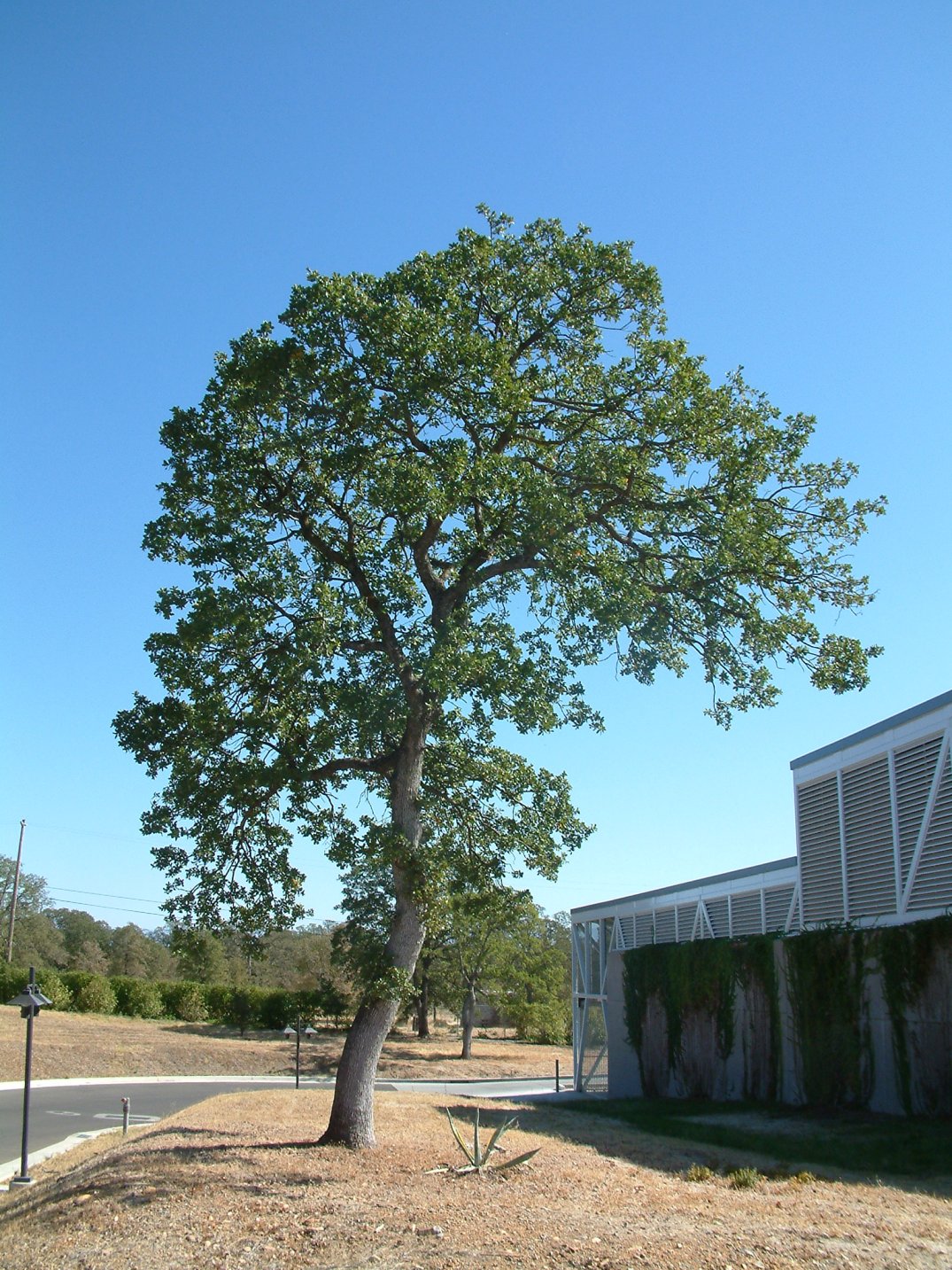 Quercus douglasii - Blue Oak | PlantMaster