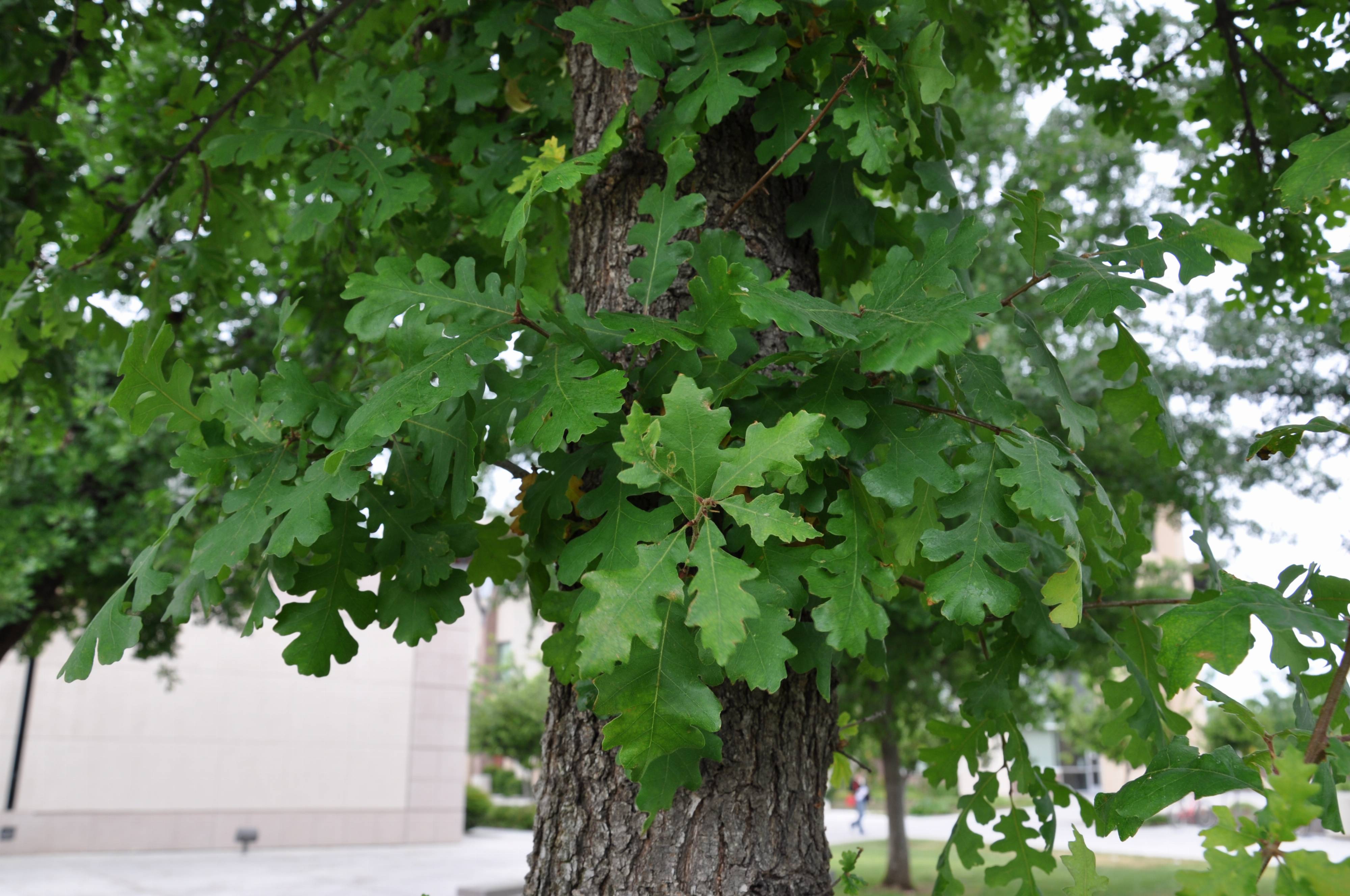 Quercus douglasii - Blue Oak | PlantMaster