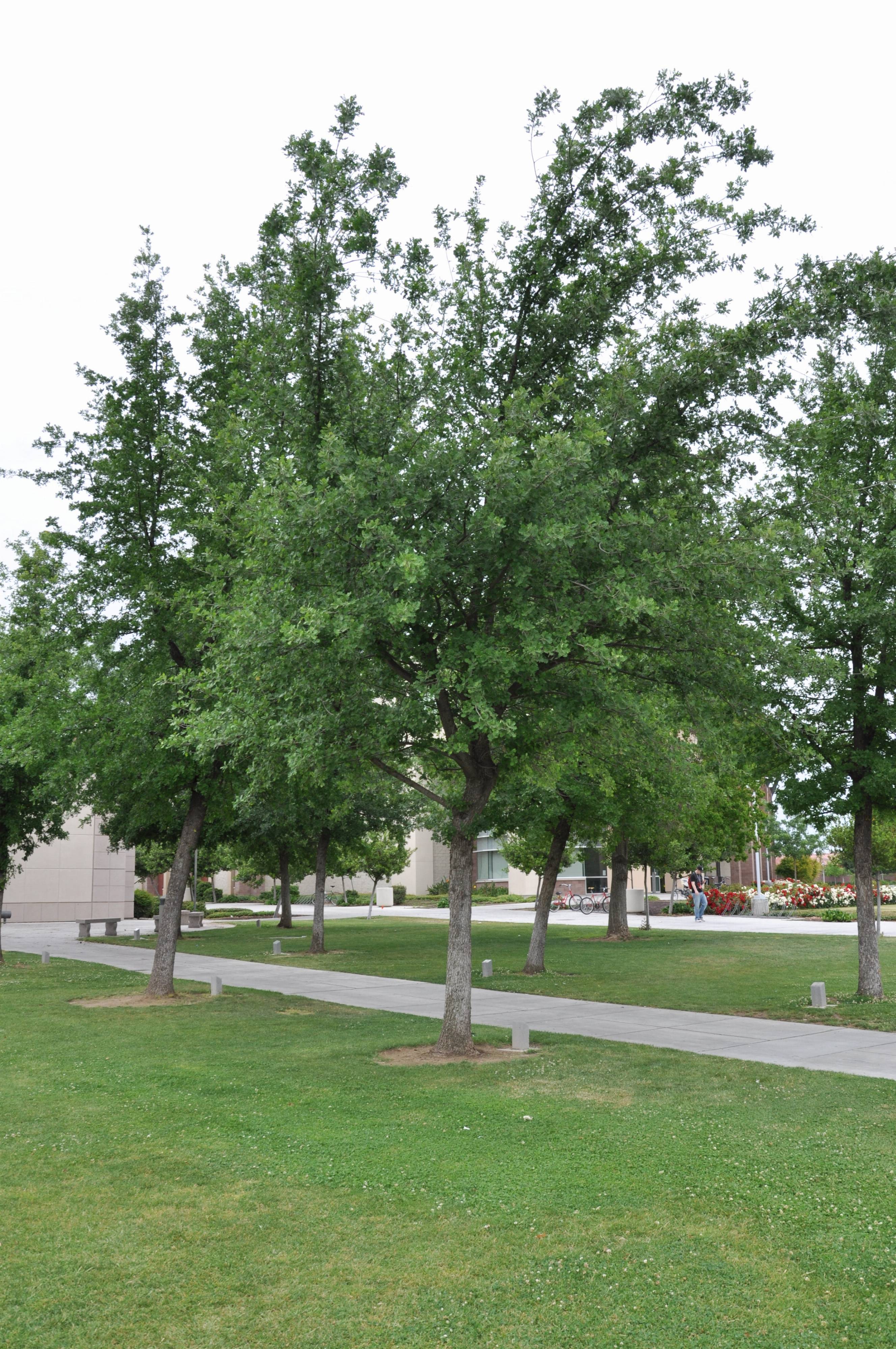 Quercus douglasii - Blue Oak | PlantMaster