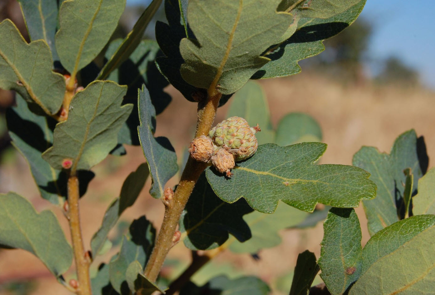 Quercus douglasii - Blue Oak | PlantMaster