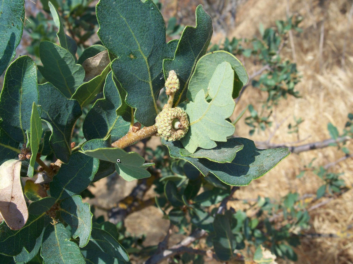 Quercus douglasii - Blue Oak | PlantMaster