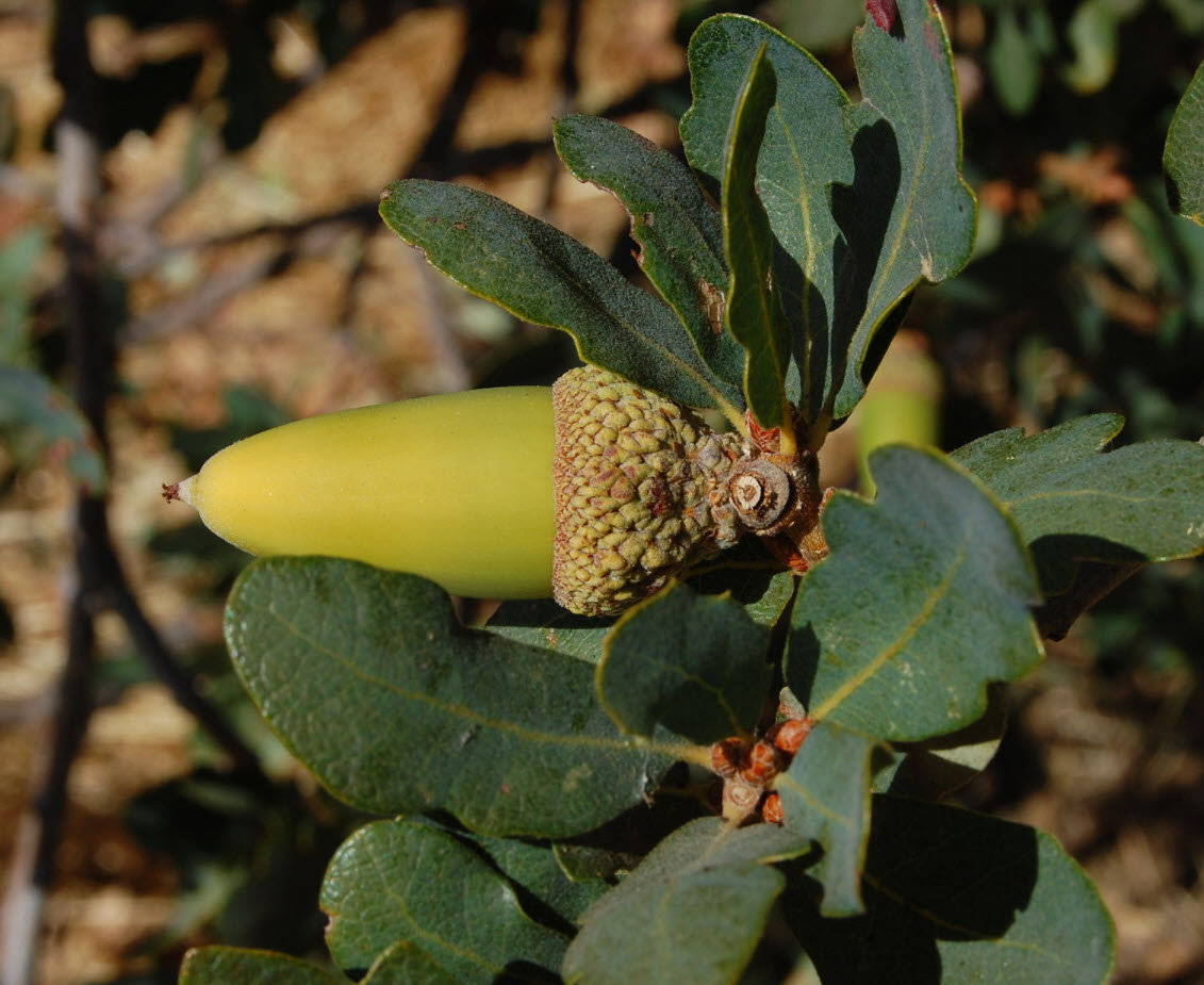Quercus douglasii - Blue Oak | PlantMaster