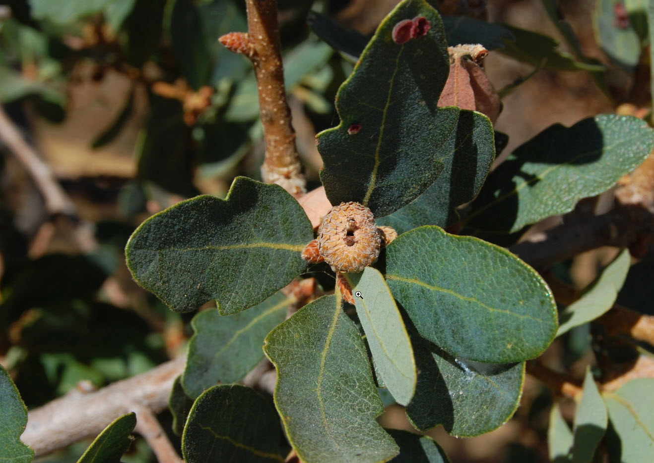 Quercus douglasii - Blue Oak | PlantMaster
