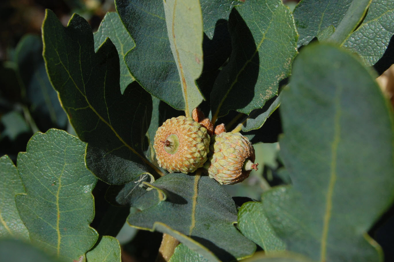 Quercus Douglasii Leaves