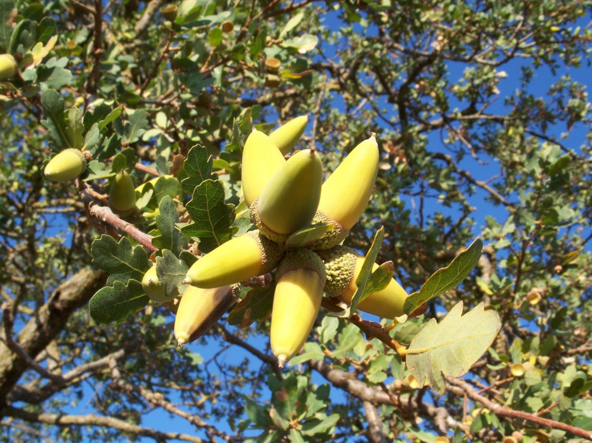 Quercus douglasii - Blue Oak | PlantMaster