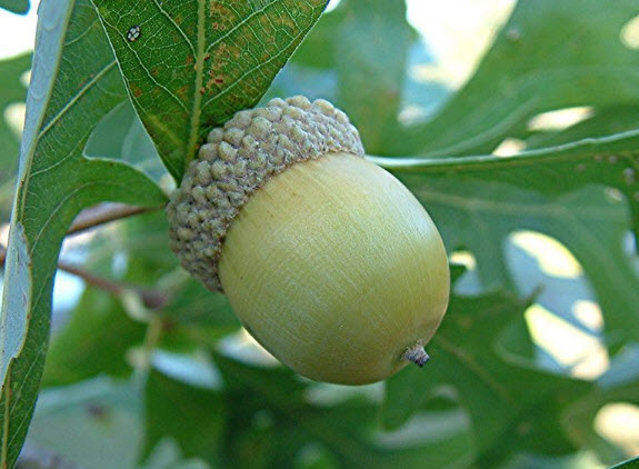 Quercus glaucoides - Lacey Oak | PlantMaster