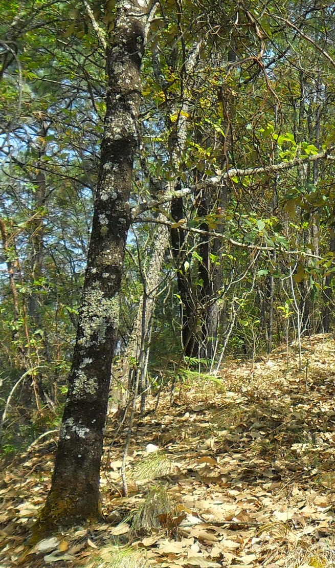 Quercus glaucoides - Lacey Oak | PlantMaster