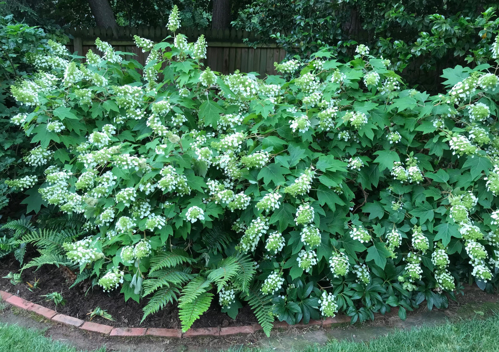 Hydrangea Quercifolia Sikes Dwarf Mini Oakleaf Hydrangeas | What Grows