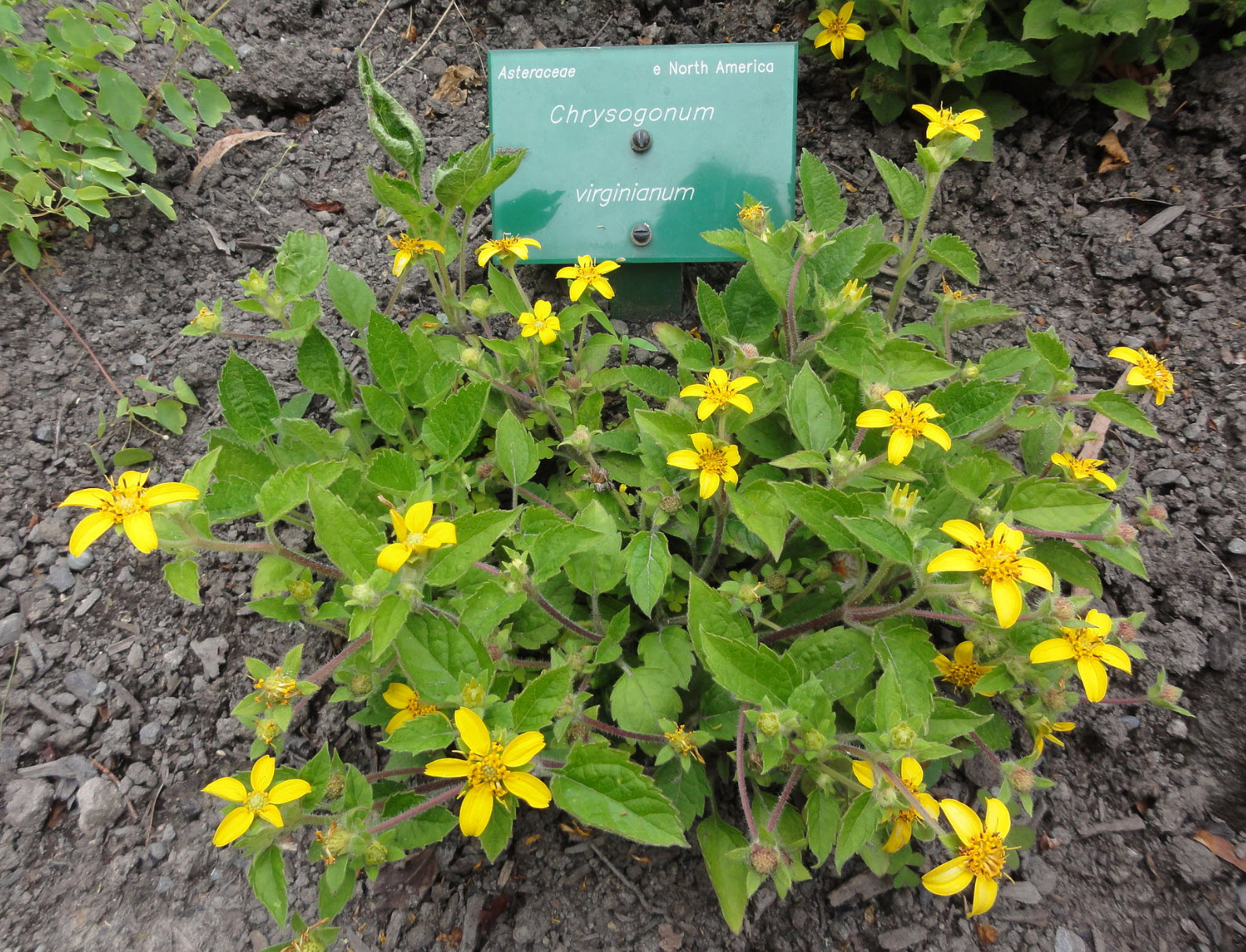 Golden Star Plant Gold Star Gardenia