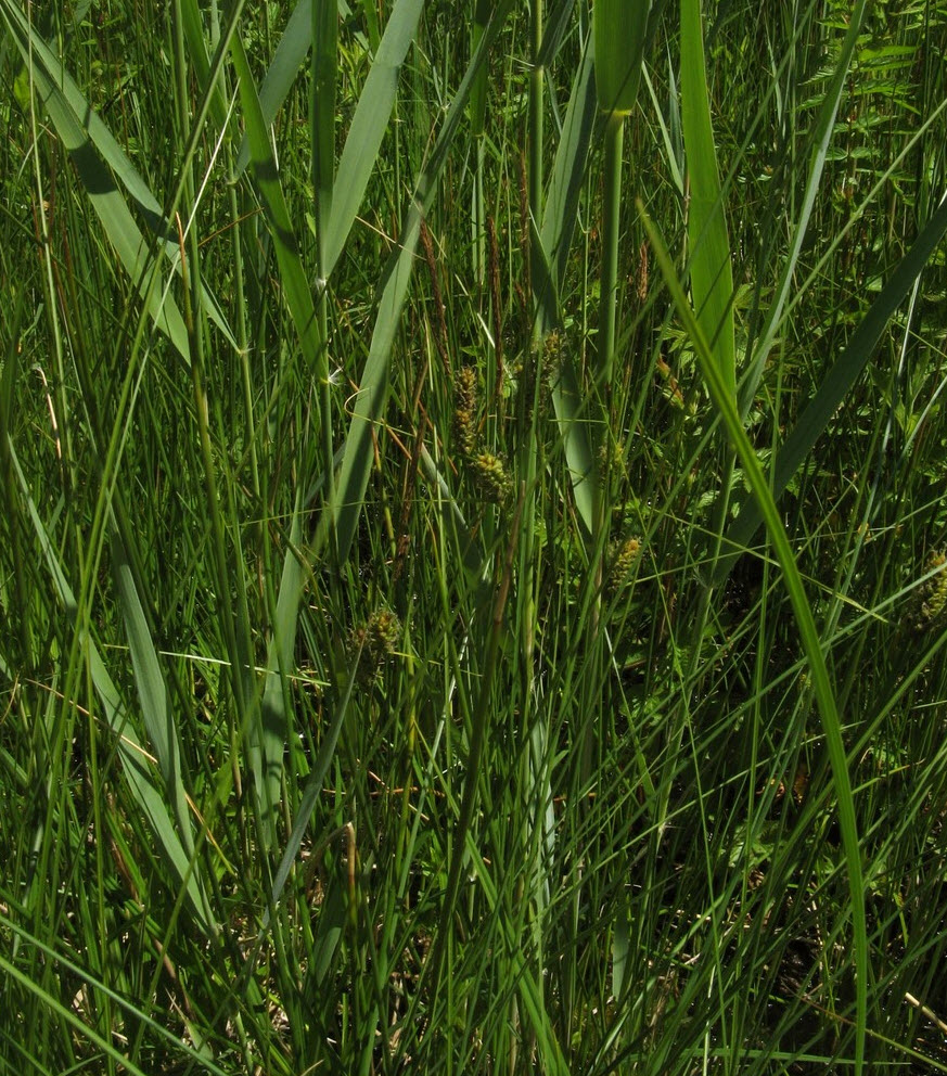 Carex lasiocarpa - Slender Sedge | PlantMaster