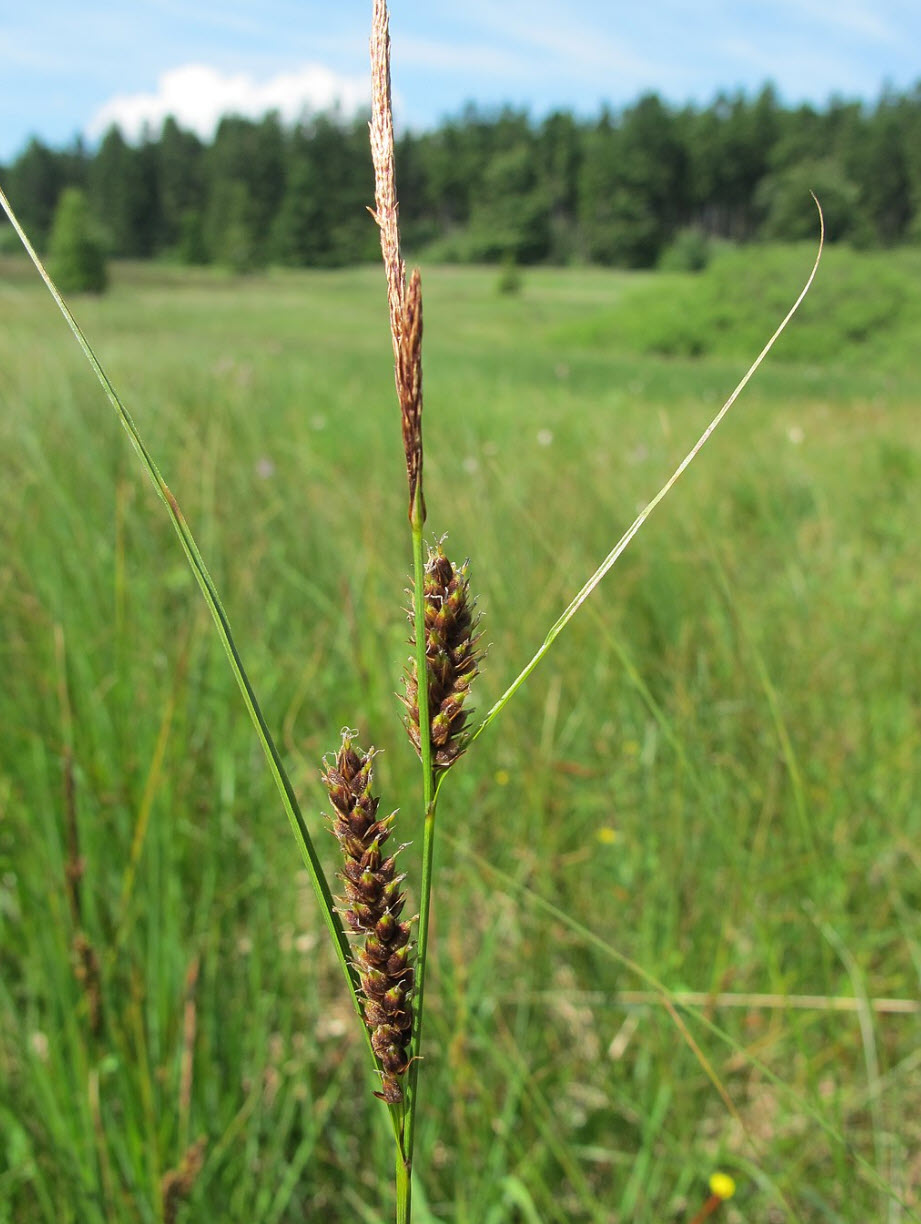 Carex lasiocarpa - Slender Sedge | PlantMaster