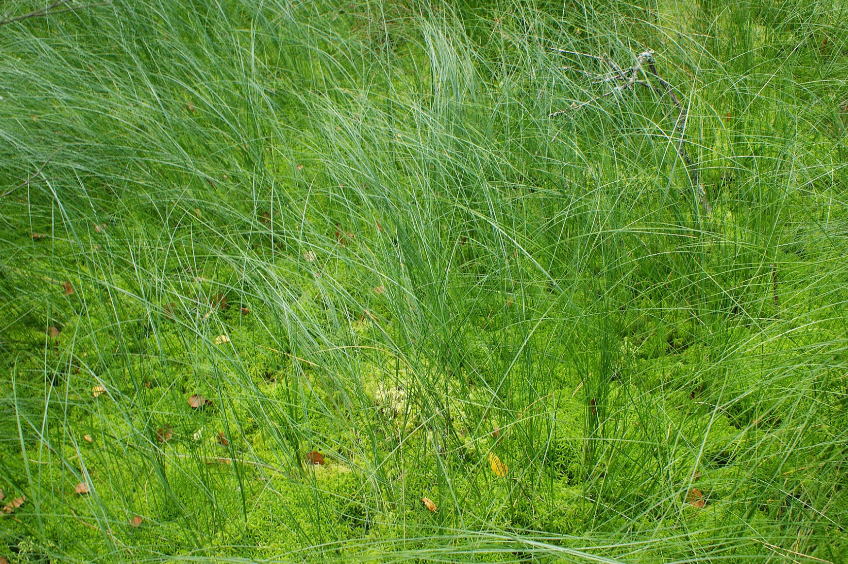 Carex lasiocarpa - Slender Sedge | PlantMaster