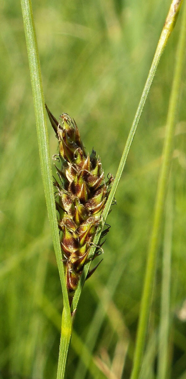Carex lasiocarpa - Slender Sedge | PlantMaster