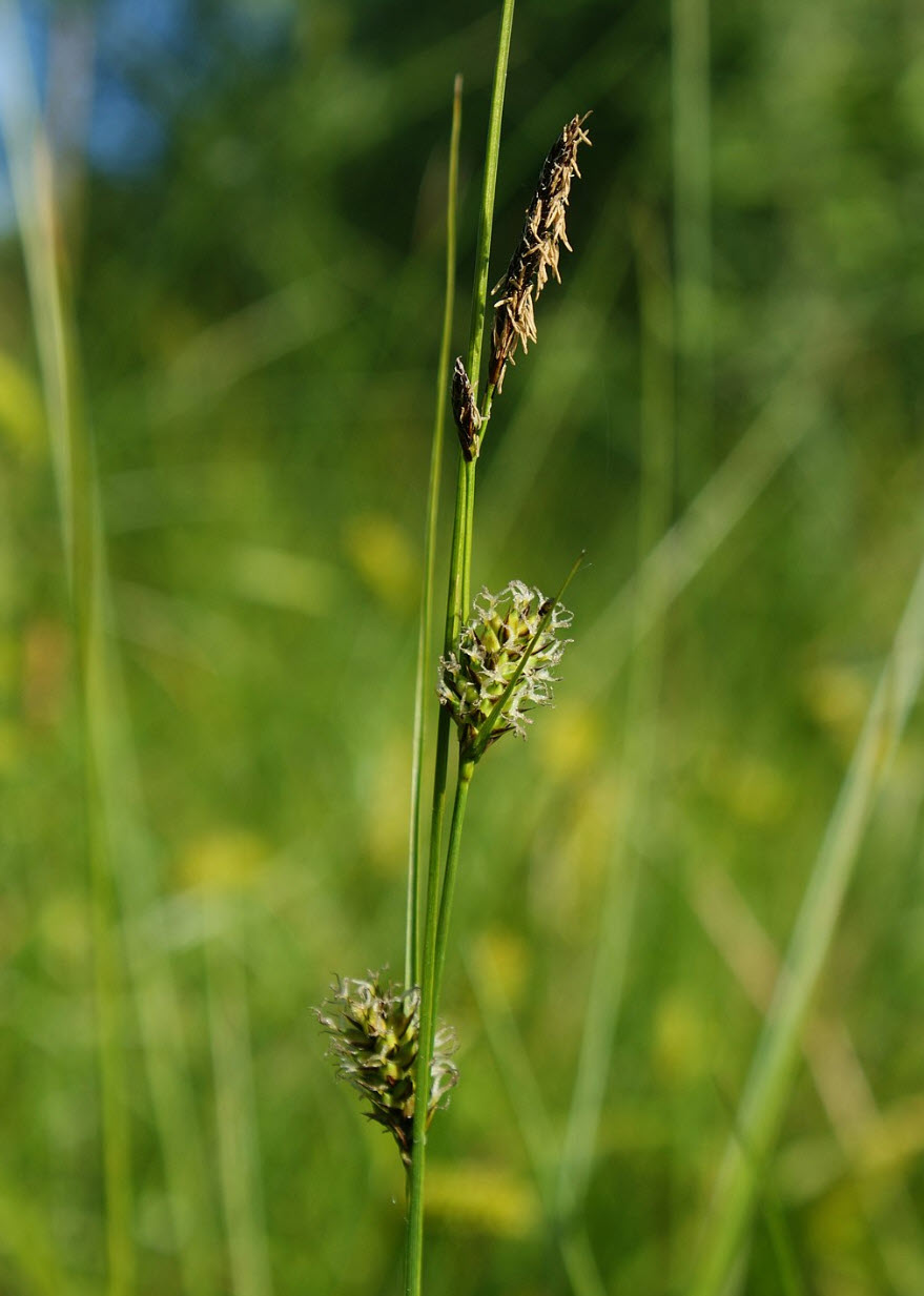 Carex lasiocarpa - Slender Sedge | PlantMaster
