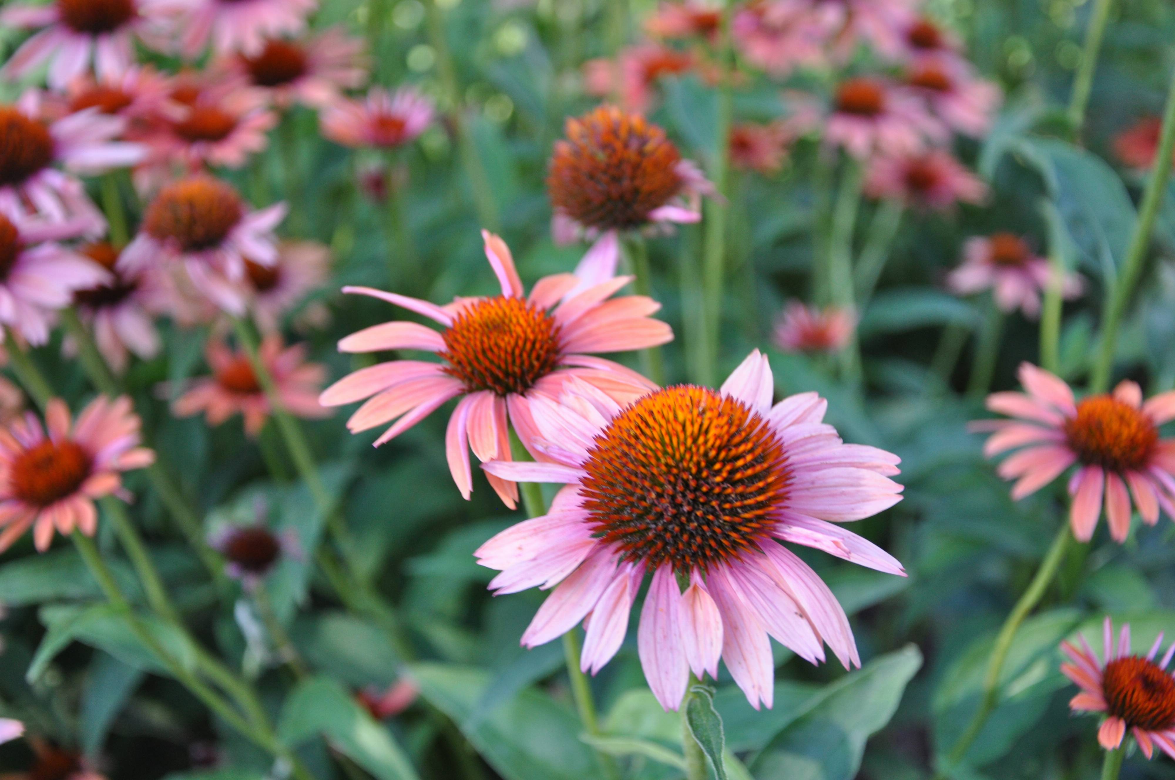 Echinacea purpurea - Purple Coneflower | PlantMaster