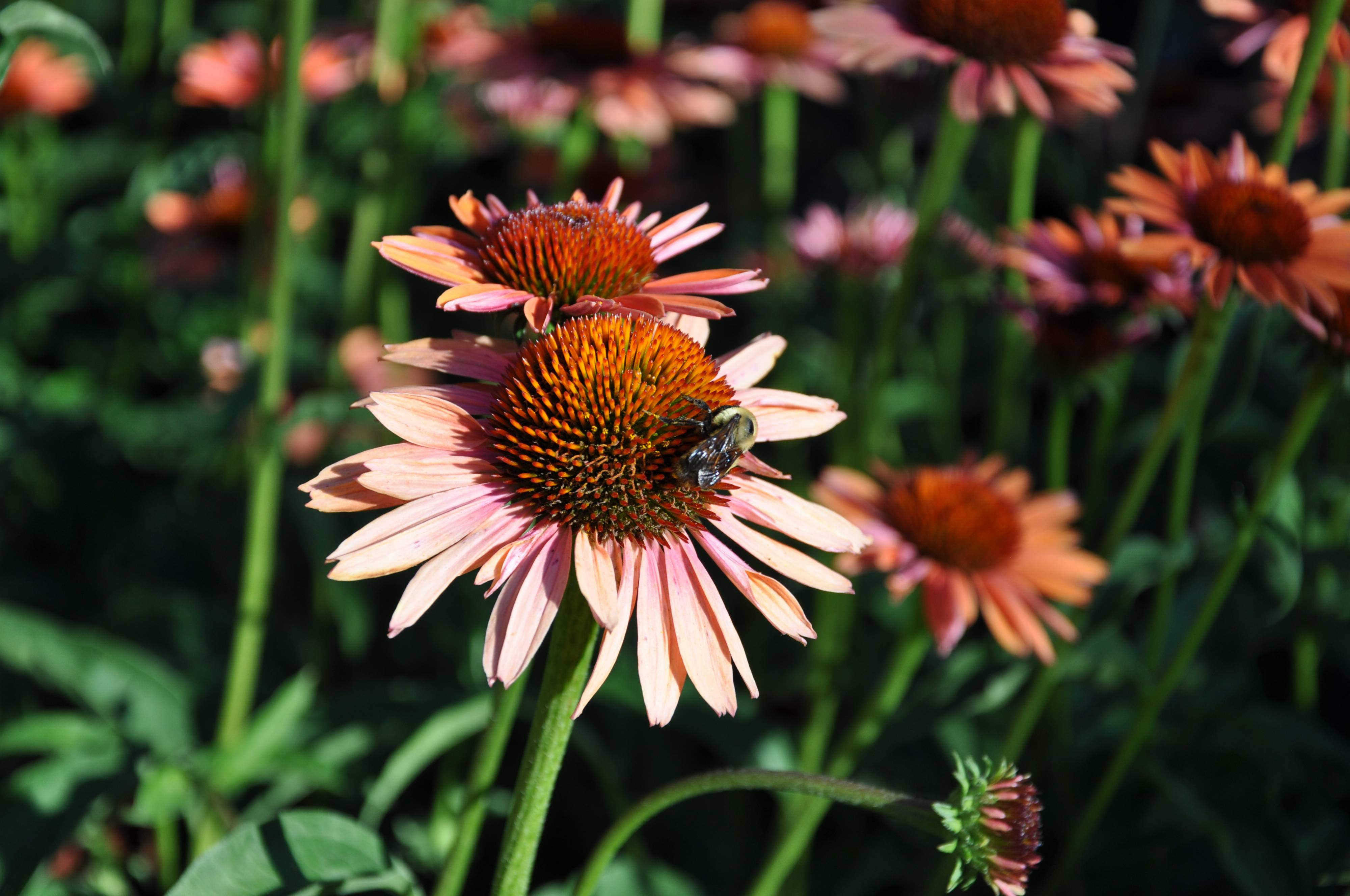 Echinacea purpurea - Purple Coneflower | PlantMaster