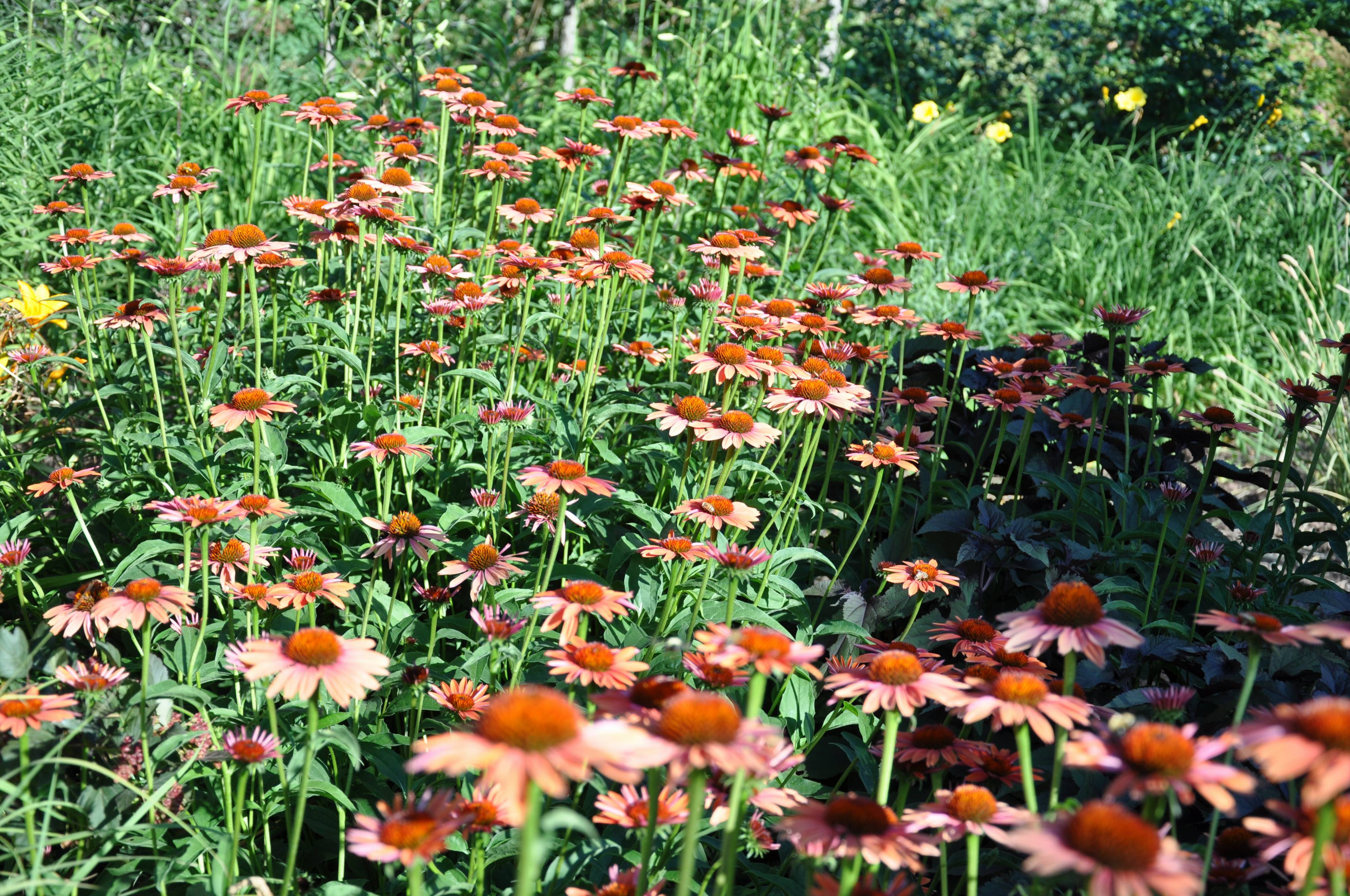 Echinacea purpurea - Purple Coneflower | PlantMaster