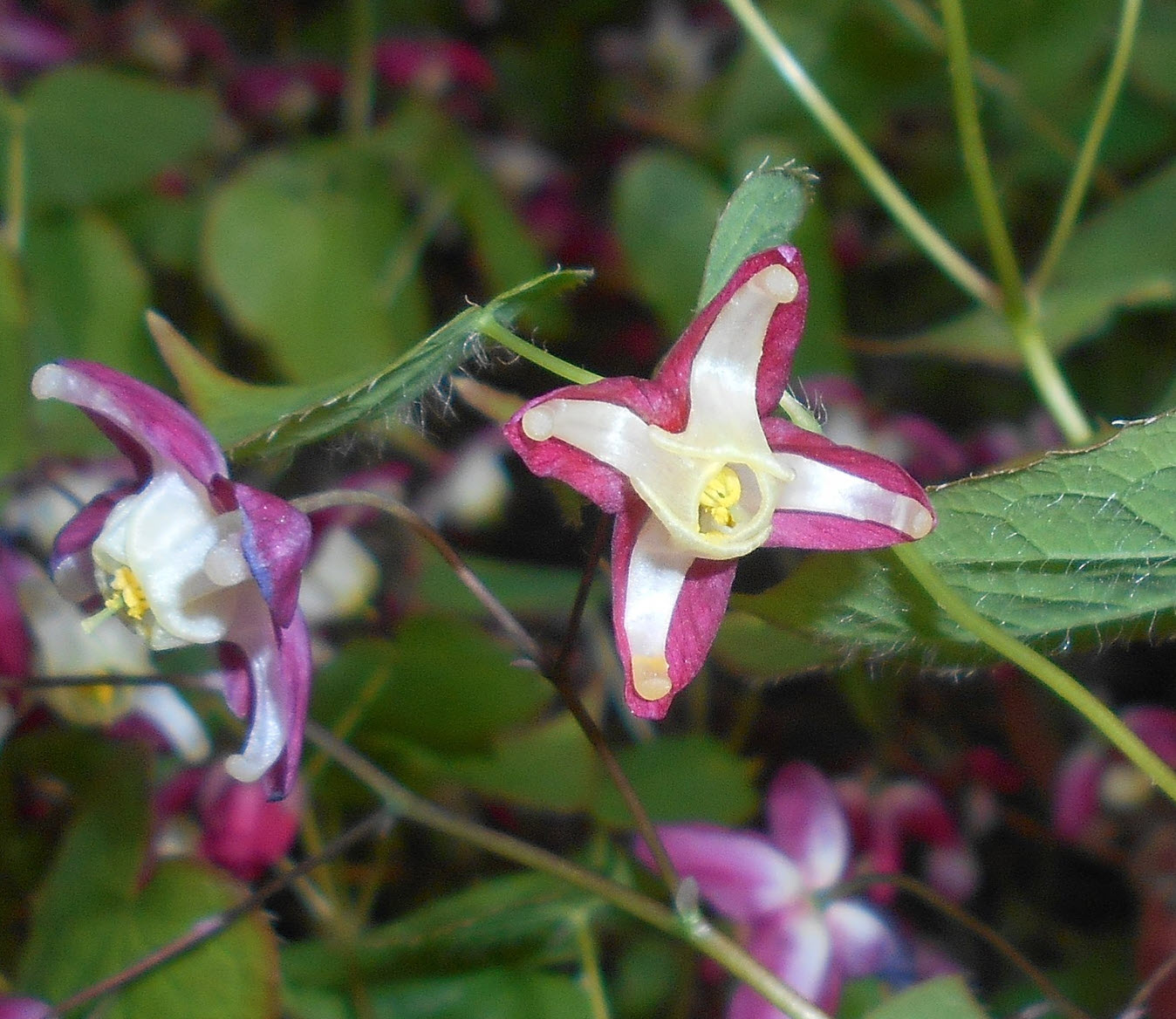 Epimedium x rubrum - Red Barrenwort | PlantMaster