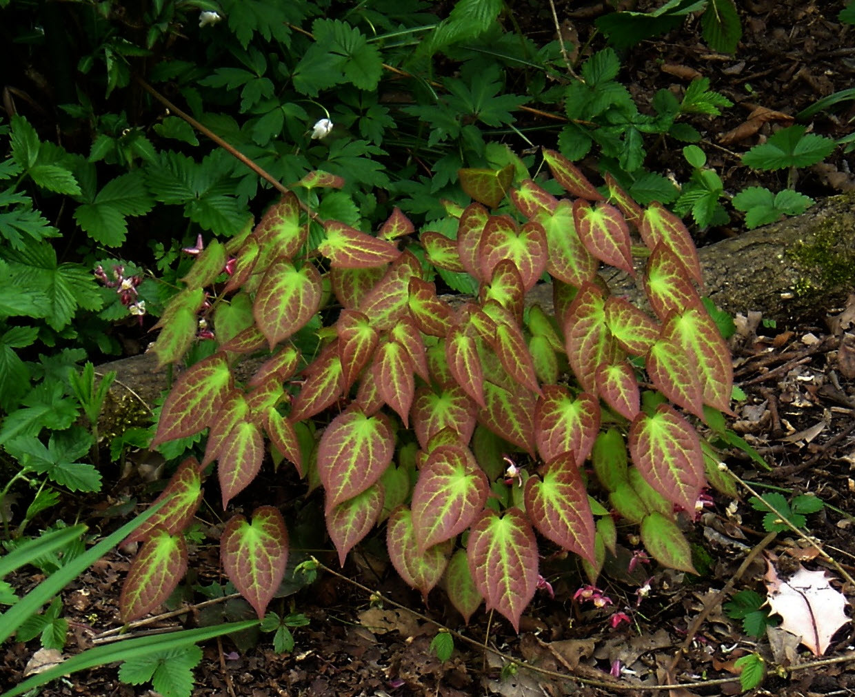 Epimedium x rubrum - Red Barrenwort | PlantMaster