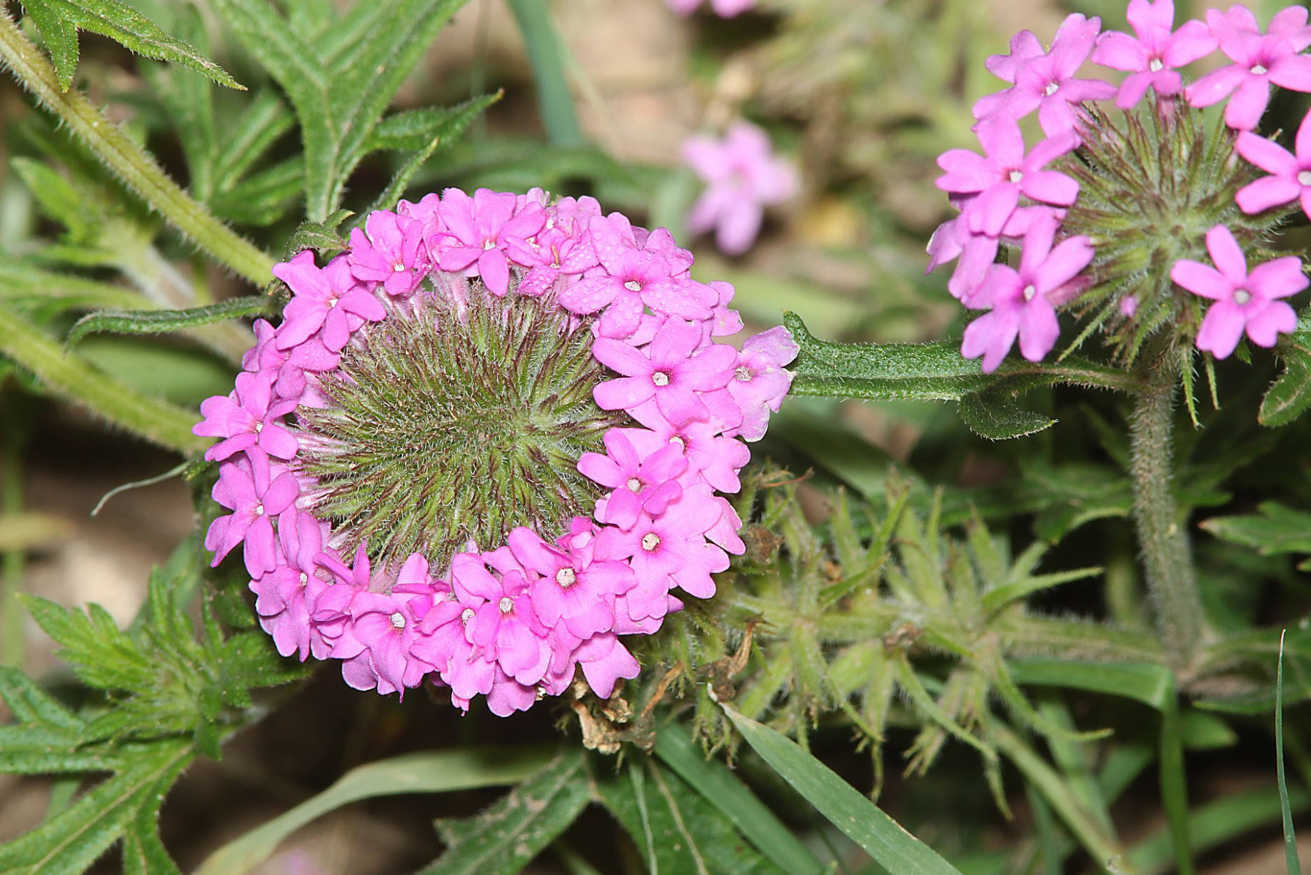 Verbena gooddingii - Goodding's Verbena | PlantMaster