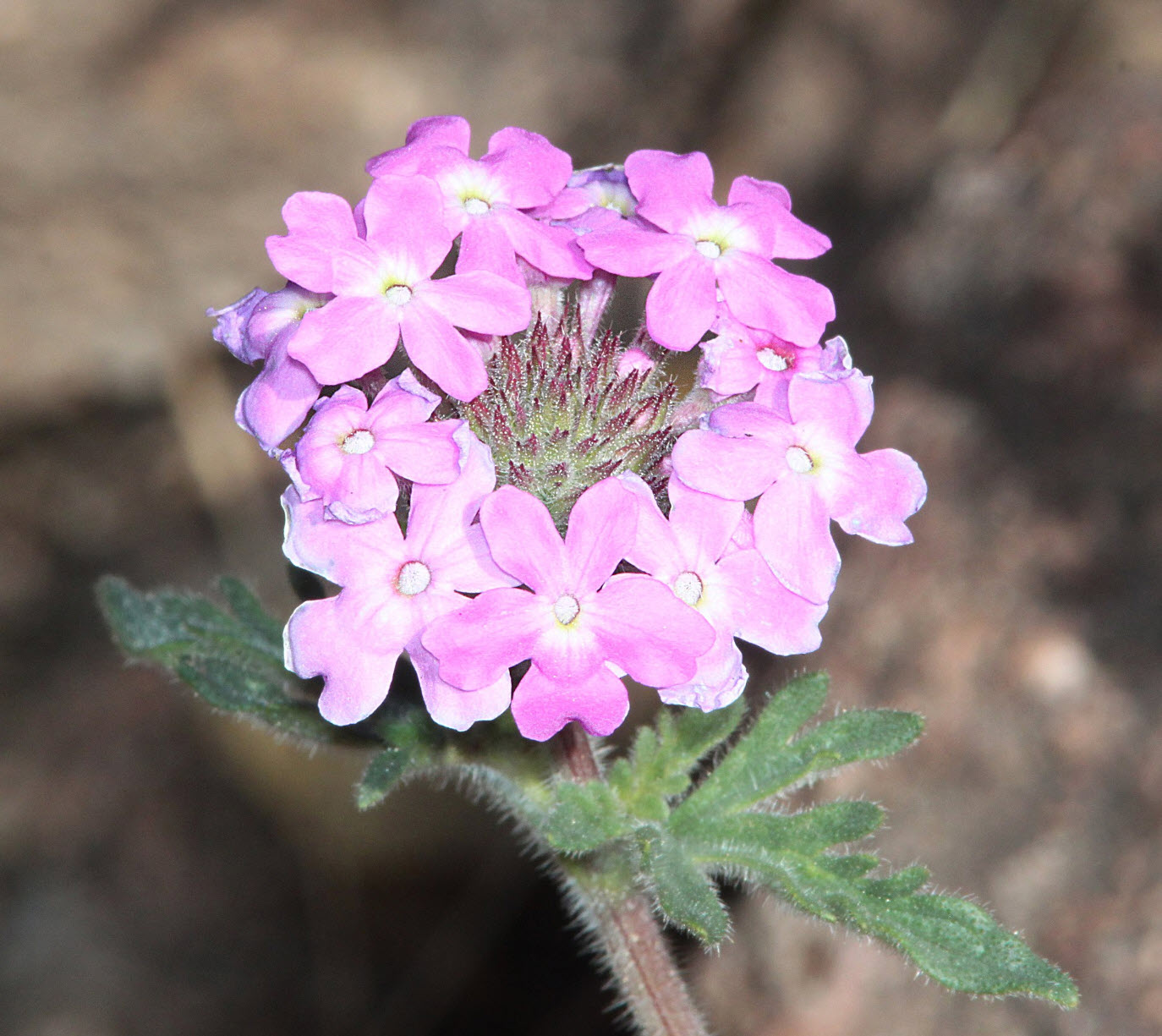 Verbena gooddingii - Goodding's Verbena | PlantMaster