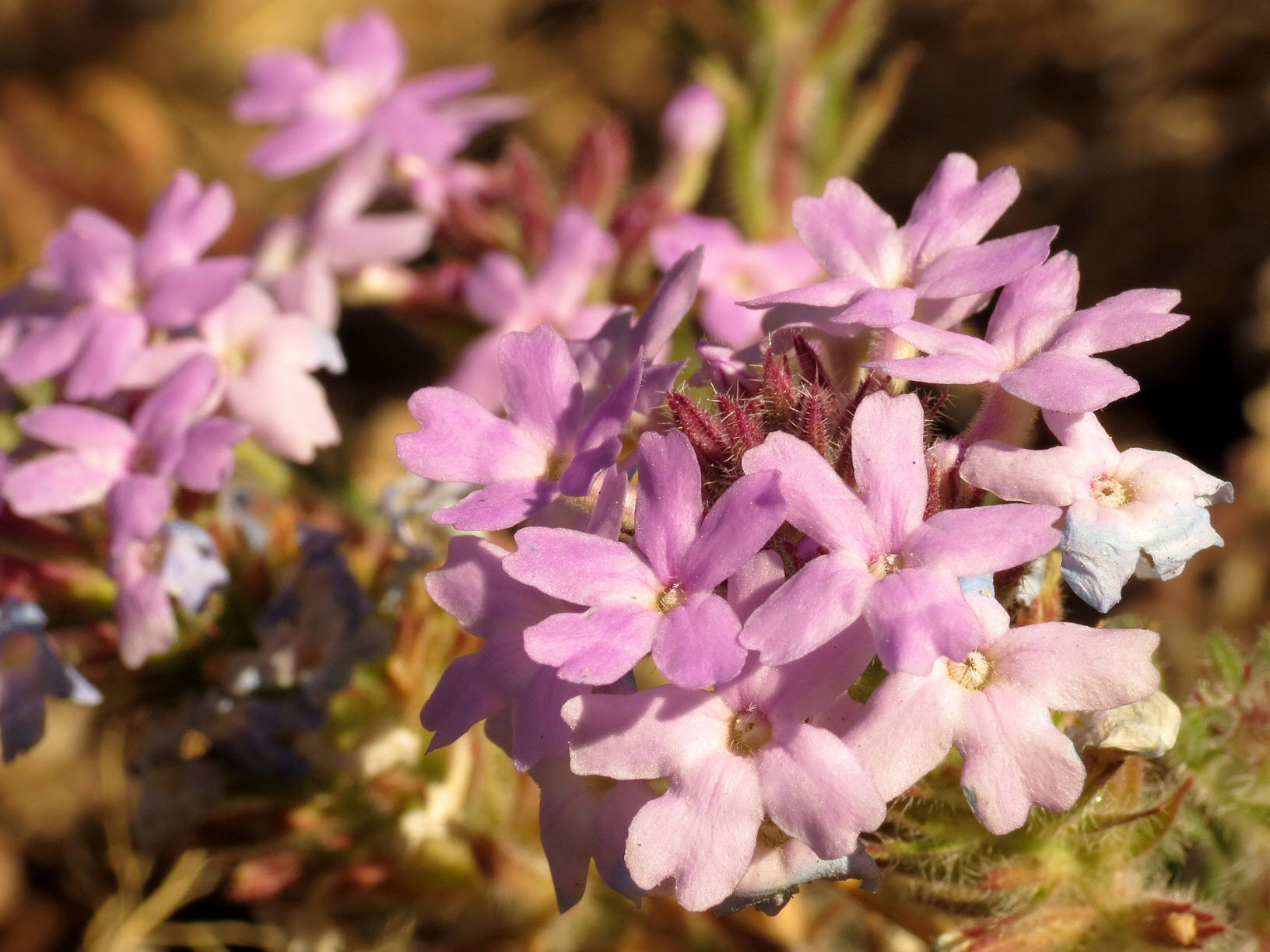 Verbena gooddingii - Goodding's Verbena | PlantMaster