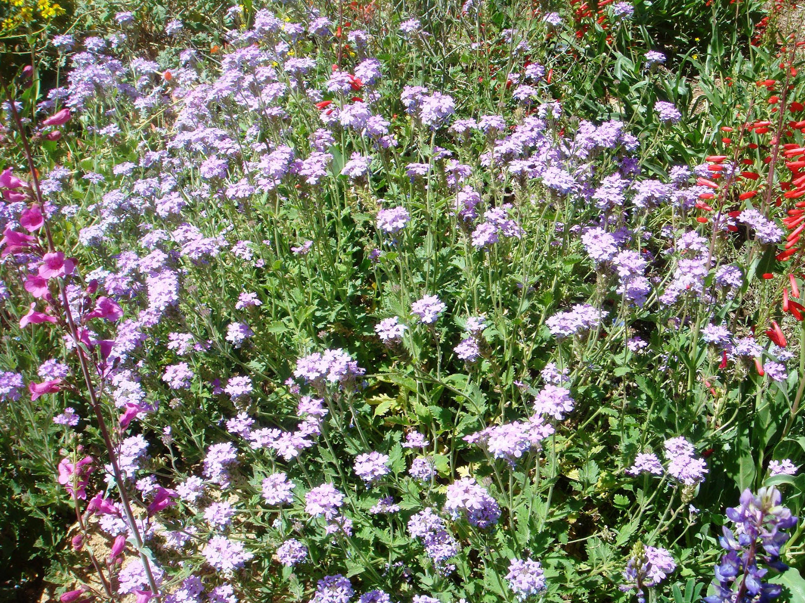 Verbena gooddingii - Goodding's Verbena | PlantMaster