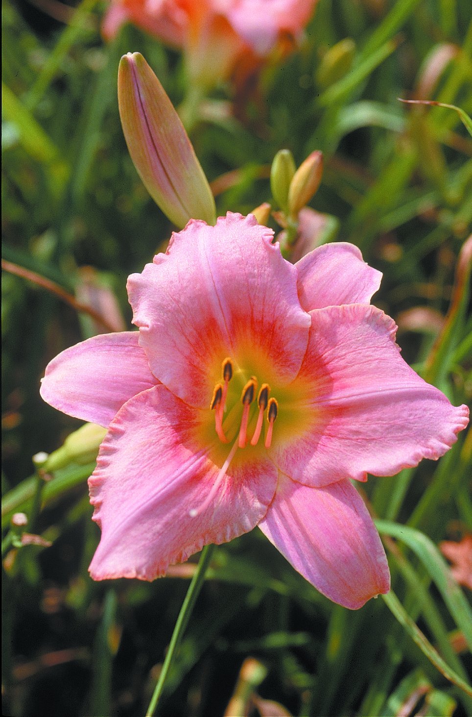 Hemerocallis 'Judith' - Judith Daylily | PlantMaster