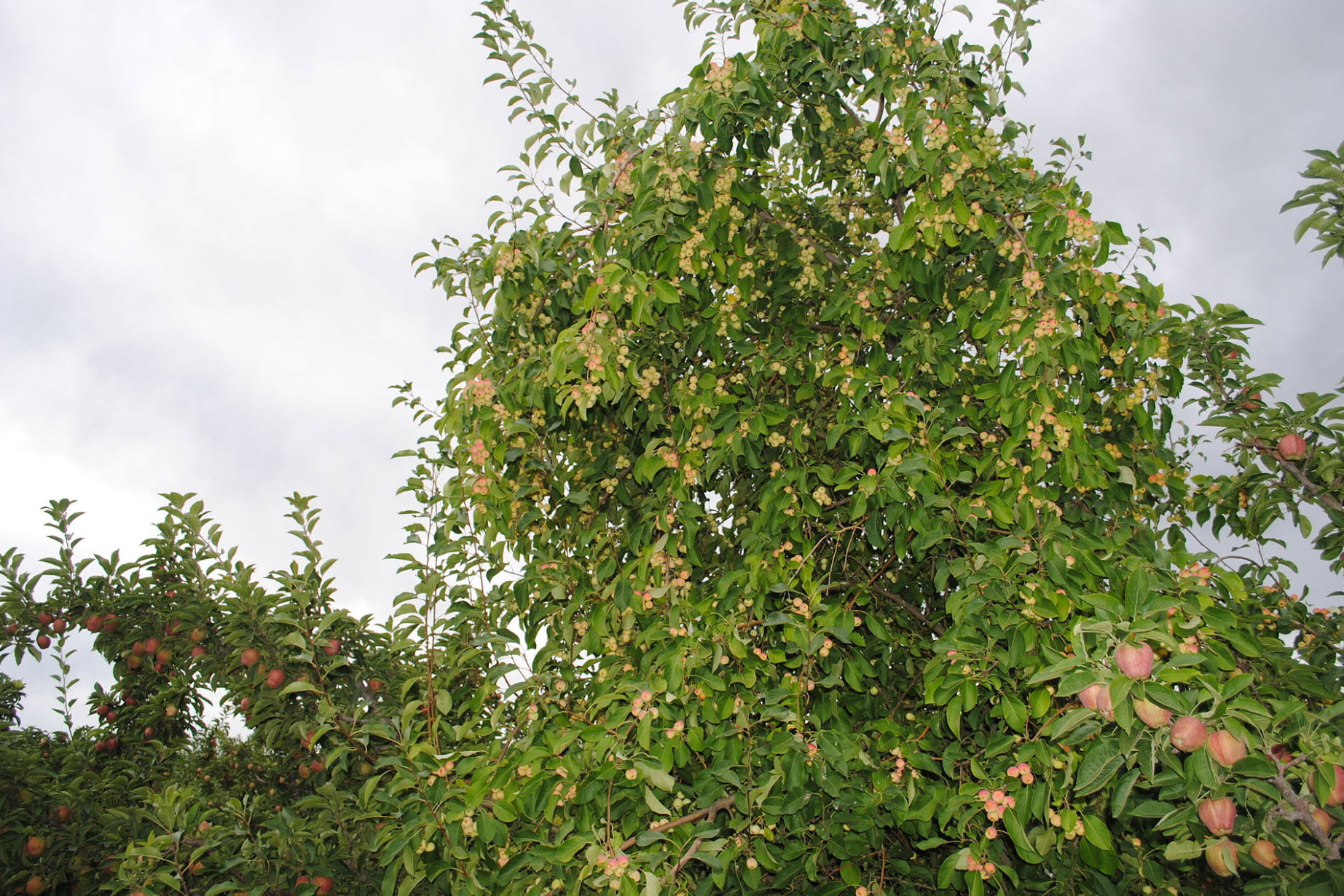 Malus fusca - Western Crabapple | PlantMaster