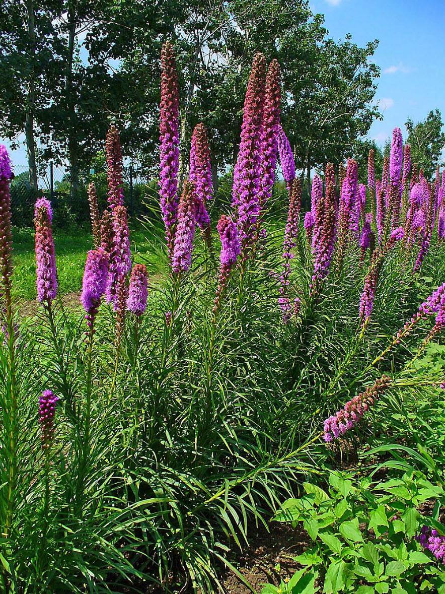 Liatris spicata Spike Gayfeather Blazing Star PlantMaster