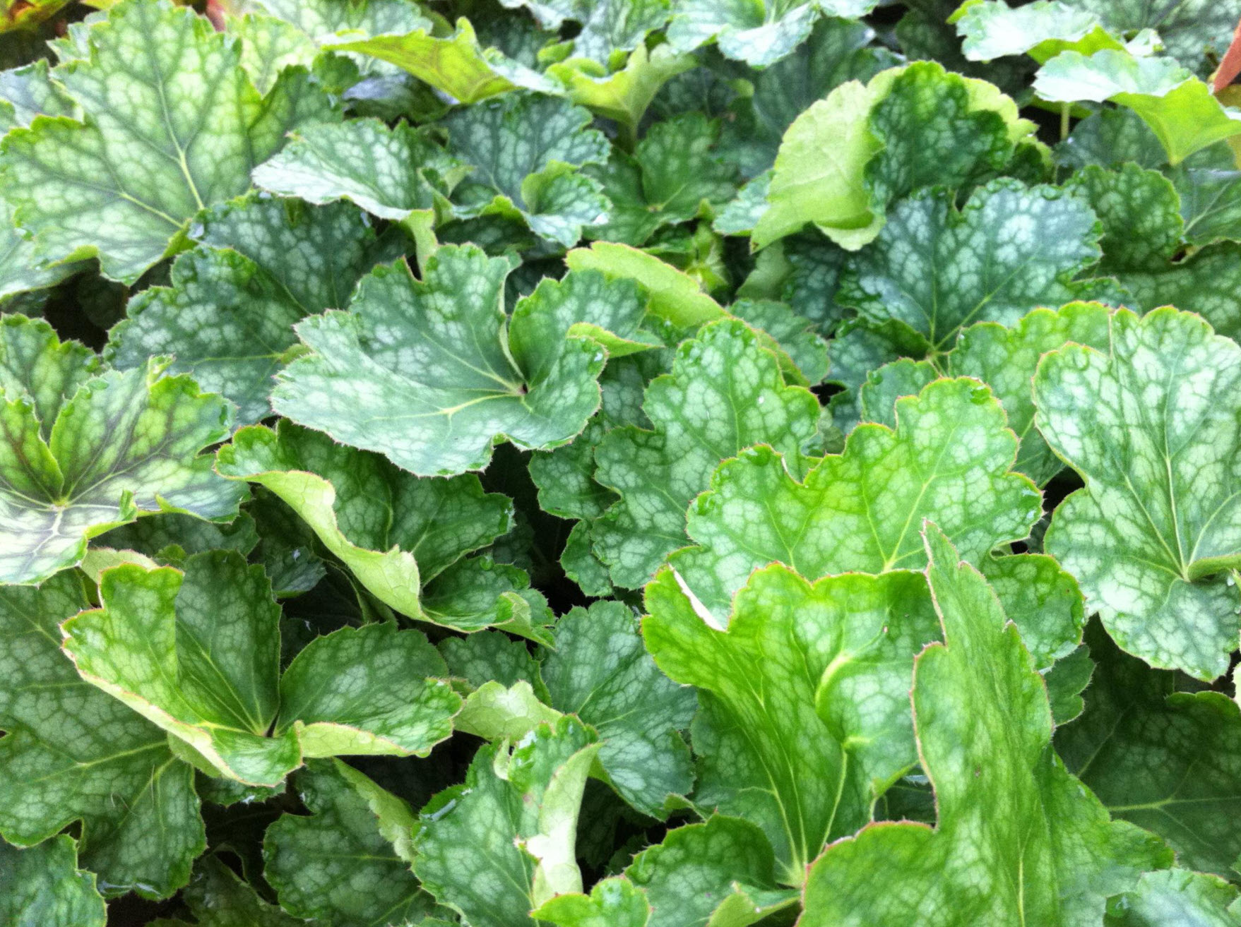 Heuchera Americana Dales Strain