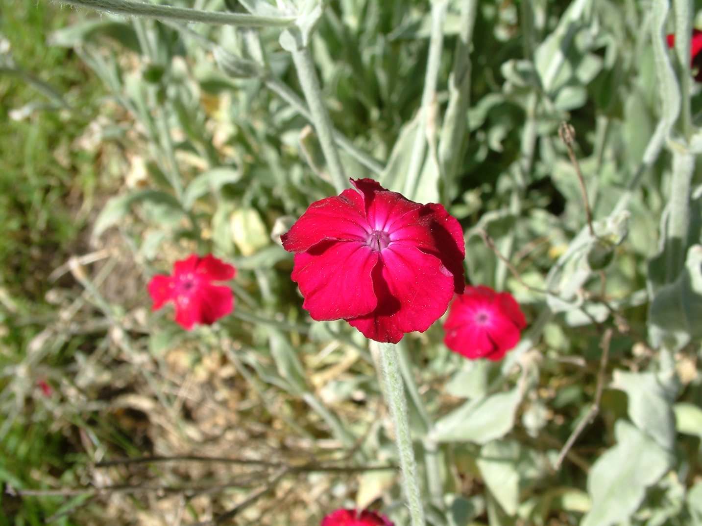 Lychnis Coronaria Blood Red