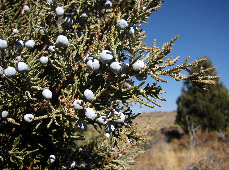 Juniperus occidentalis - Western Juniper | PlantMaster