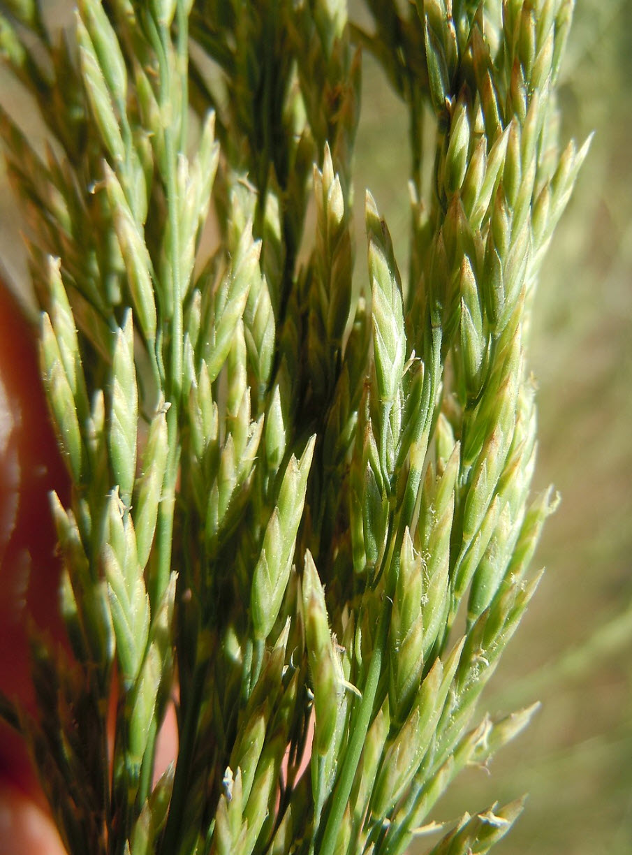 Poa secunda - Sandberg Bluegrass | PlantMaster