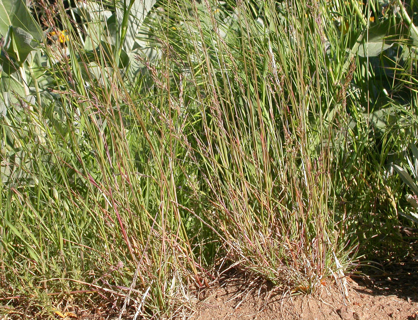 Poa secunda - Sandberg Bluegrass | PlantMaster