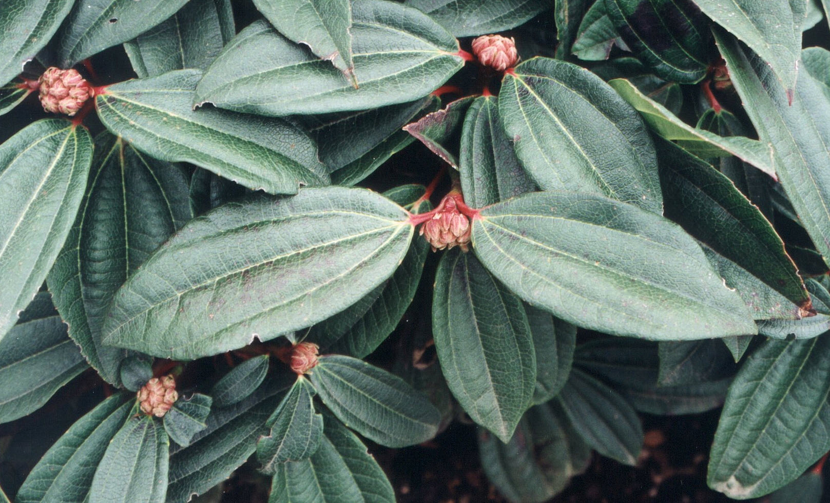 Viburnum davidii - David viburnum | PlantMaster