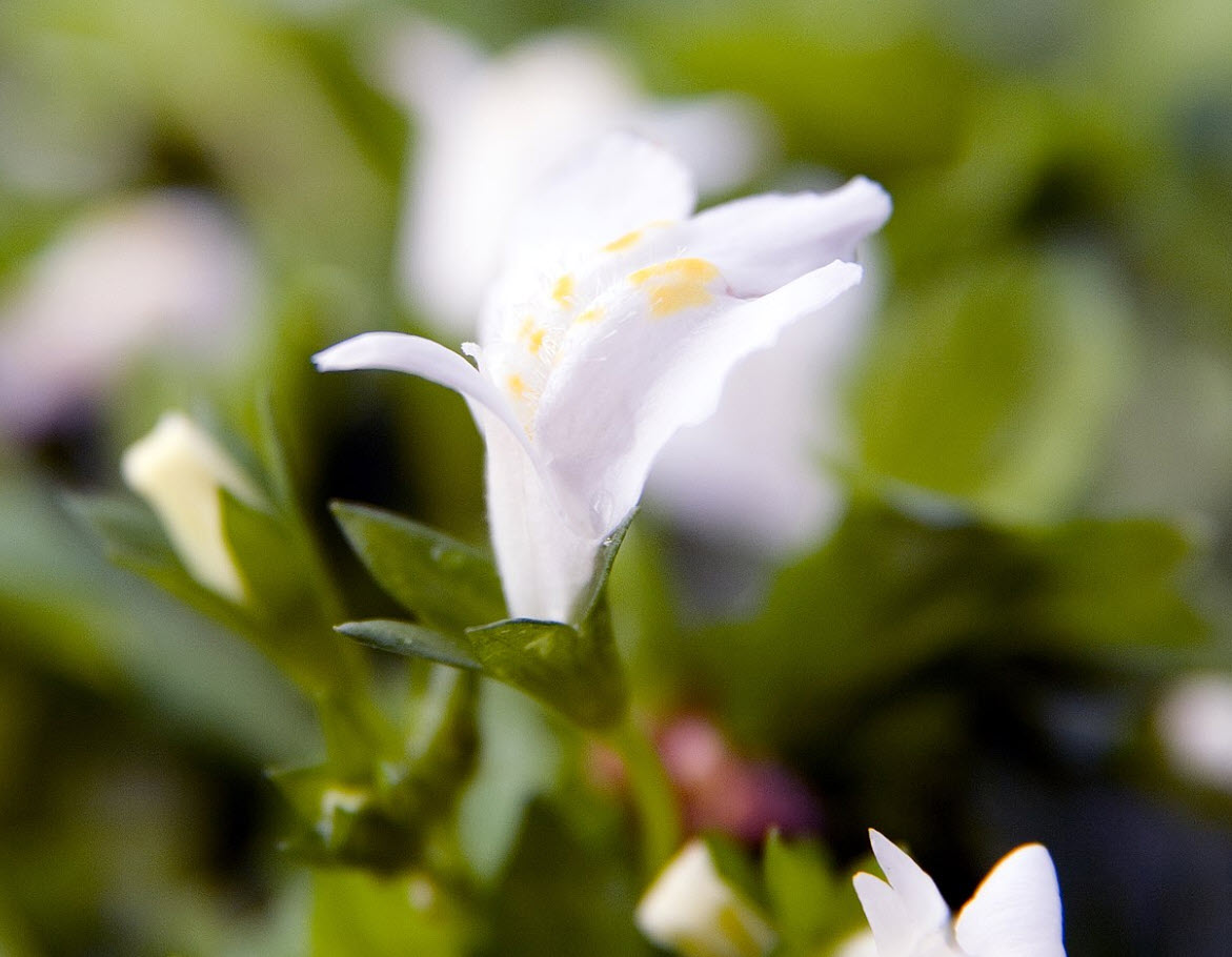 Mazus reptans 'Alba' - White Mazus | PlantMaster