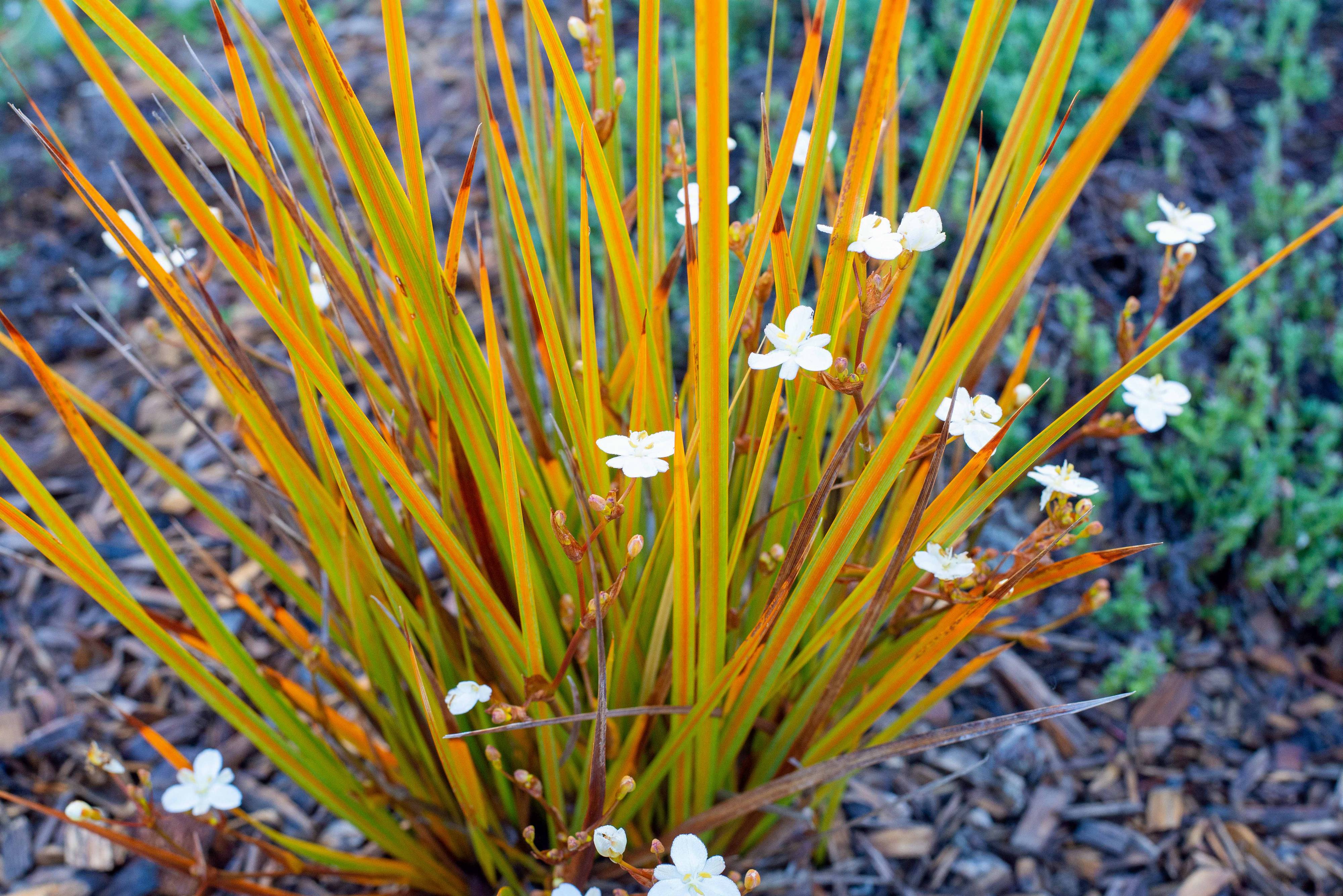 Libertia Peregrinans Common Name