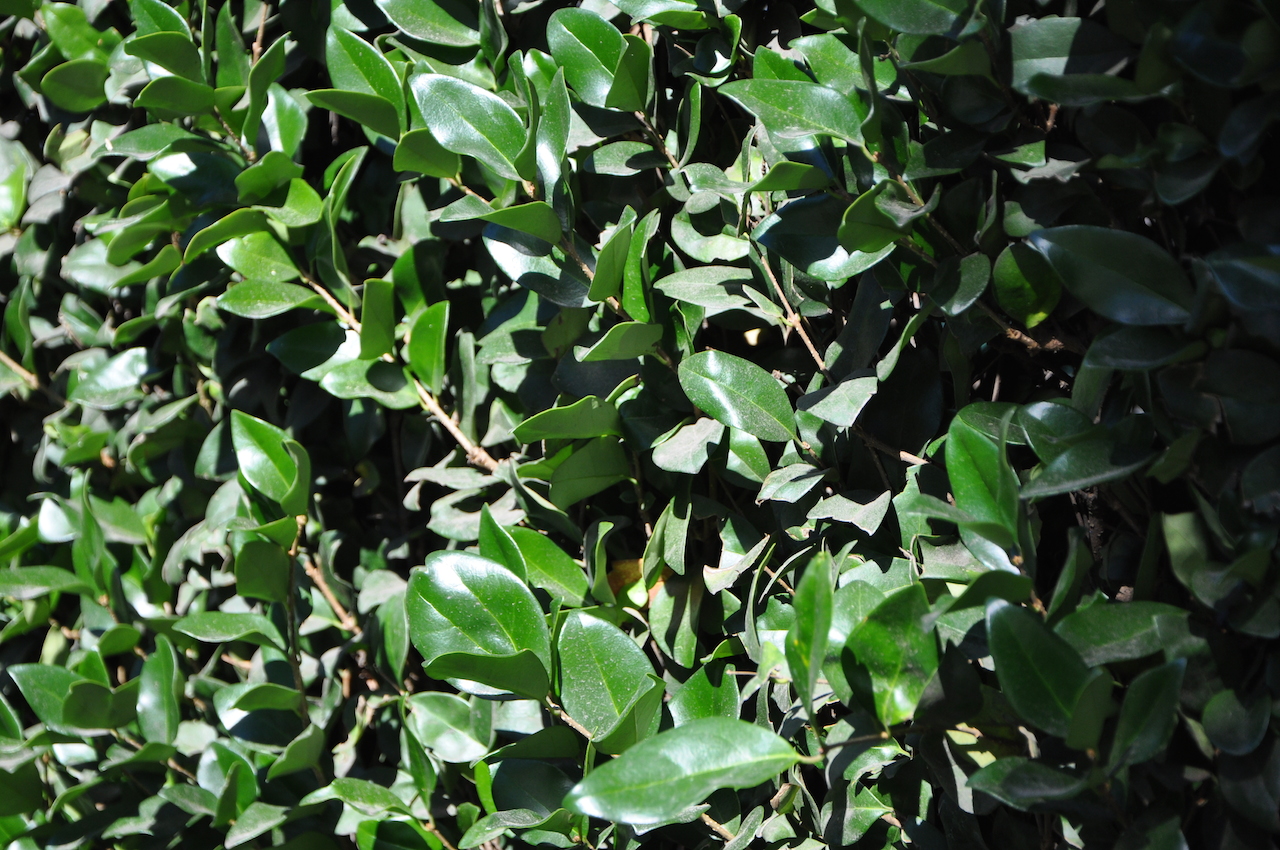Ligustrum japonicum 'Texanum' - Waxleaf Privet | PlantMaster