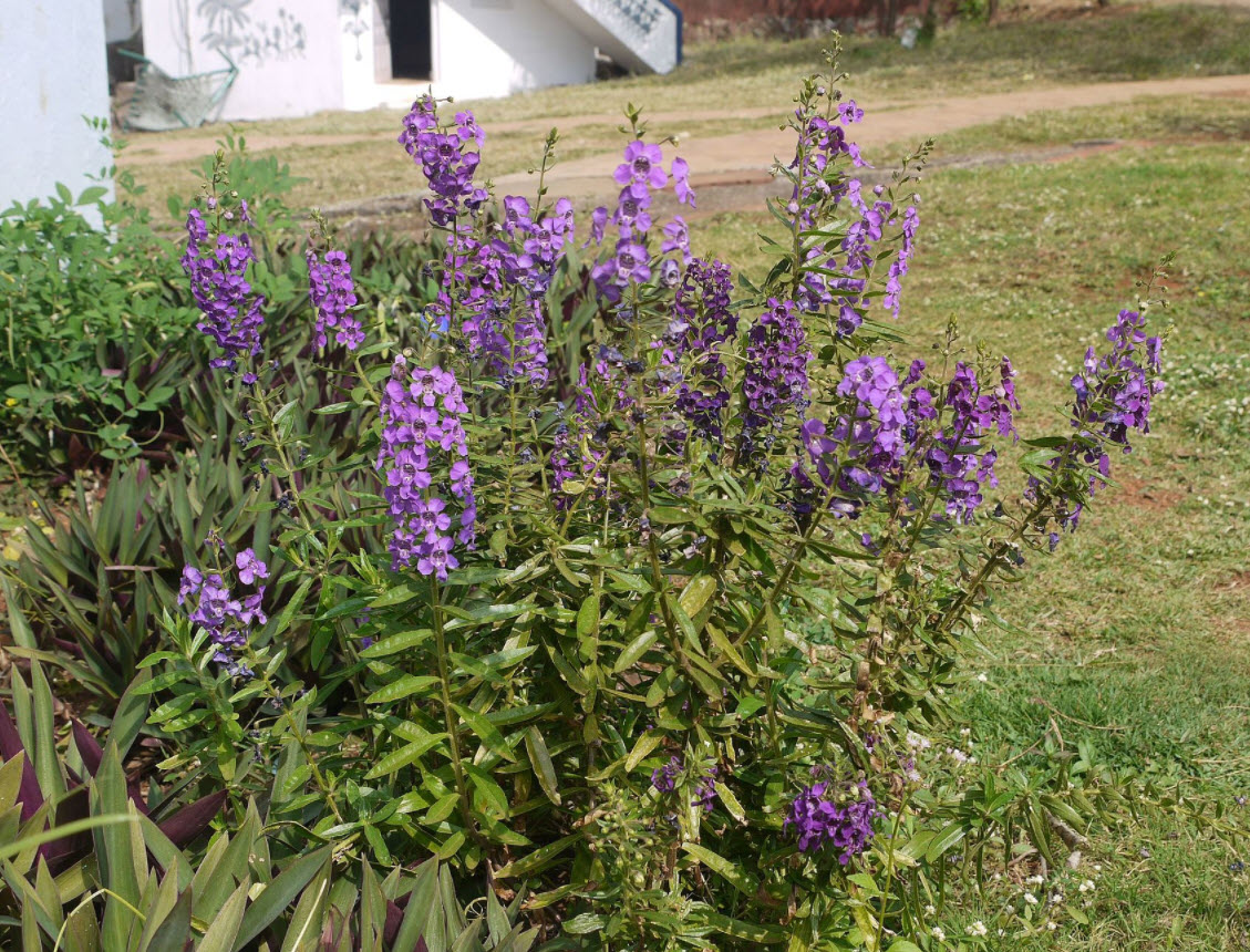 Angelonia Angustifolia Angelonia Angustifolia: Care And Varieties
