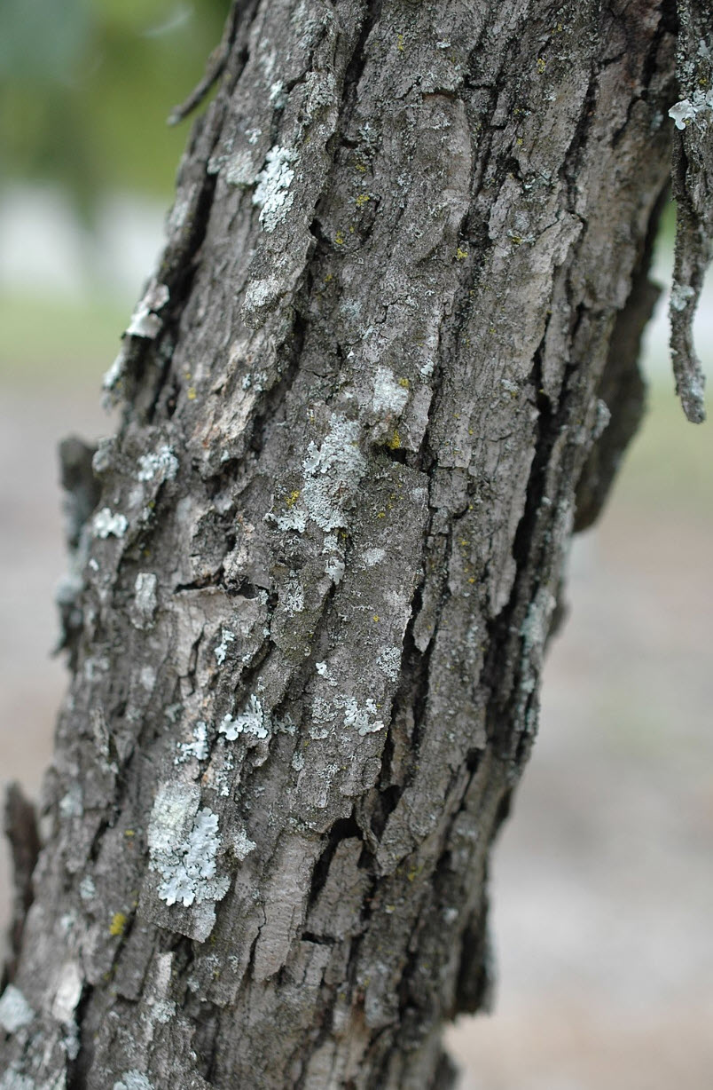 Quercus muehlenbergii - Chinquapin Oak | PlantMaster